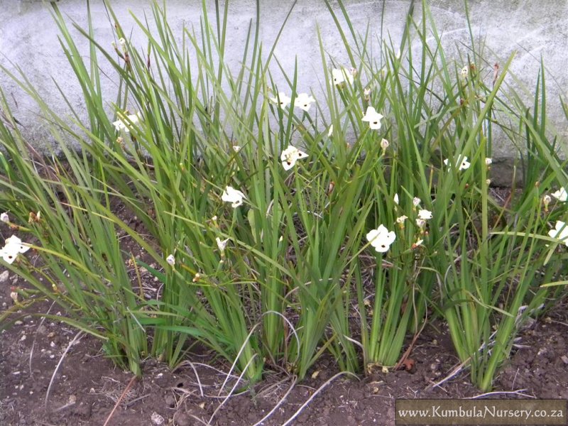 Dietes bicolor store
