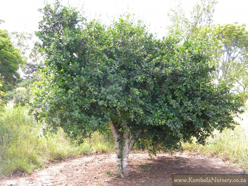 Dovyalis caffra - Alchetron, The Free Social Encyclopedia