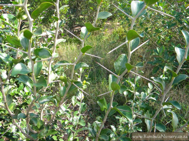 Dovyalis caffra - Alchetron, The Free Social Encyclopedia