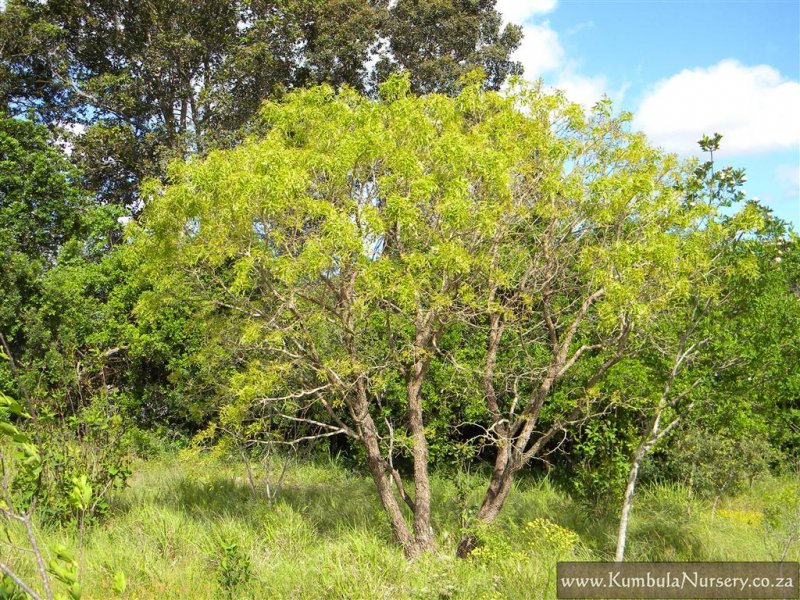 Searsia leptodictya - Alchetron, The Free Social Encyclopedia
