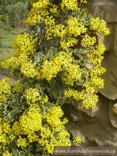 Senecio Tamoides Hybrid Variegated Kumbula Indigenous Nursery