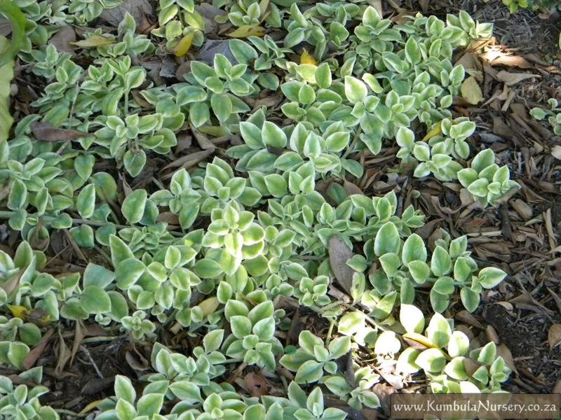 Aptenia Cordifolia Variegated Kumbula Indigenous Nursery